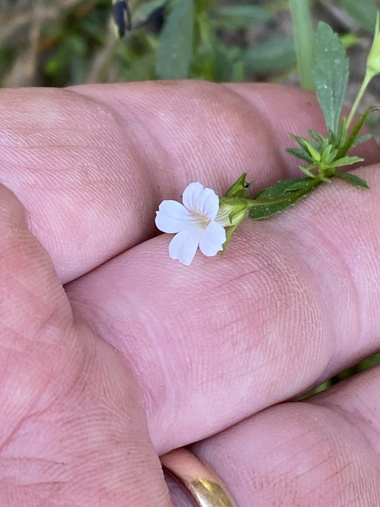 common axil-flower from Co. Rd. 6 at Murder Creek, Conecuh County, AL ...