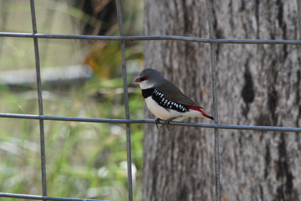 Diamond Firetail from Turill NSW 2850, Australia on October 16, 2022 at ...