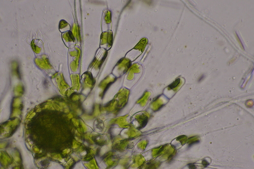 Coleochaete Algae