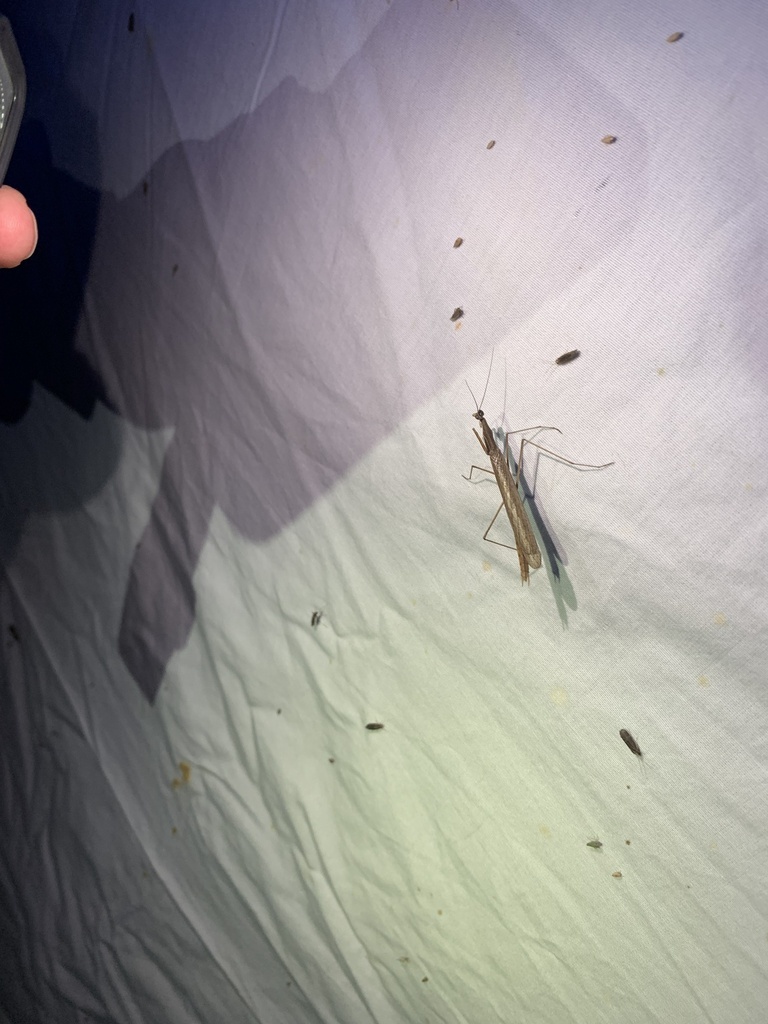 Slender Prairie Mantis from Lewisville, TX, US on October 08, 2022 at ...