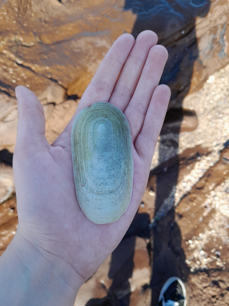 Elephant Snail from Windang Island, Lake Illawarra NSW 2528, Australia ...