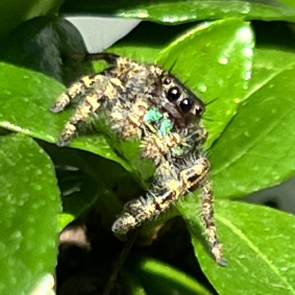 Bold Jumping Spider from U.S. National Arboretum, Washington, DC, US on ...