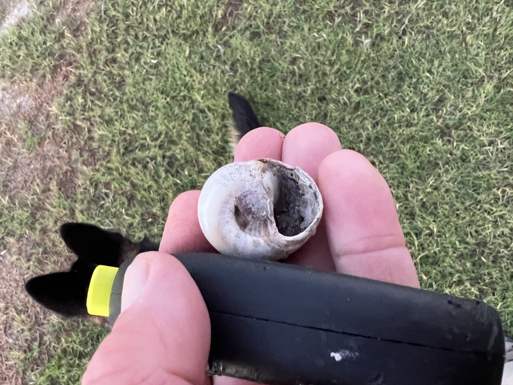 False Shark Eye from E Concho St, Rockport, TX, US on October 15, 2022 ...