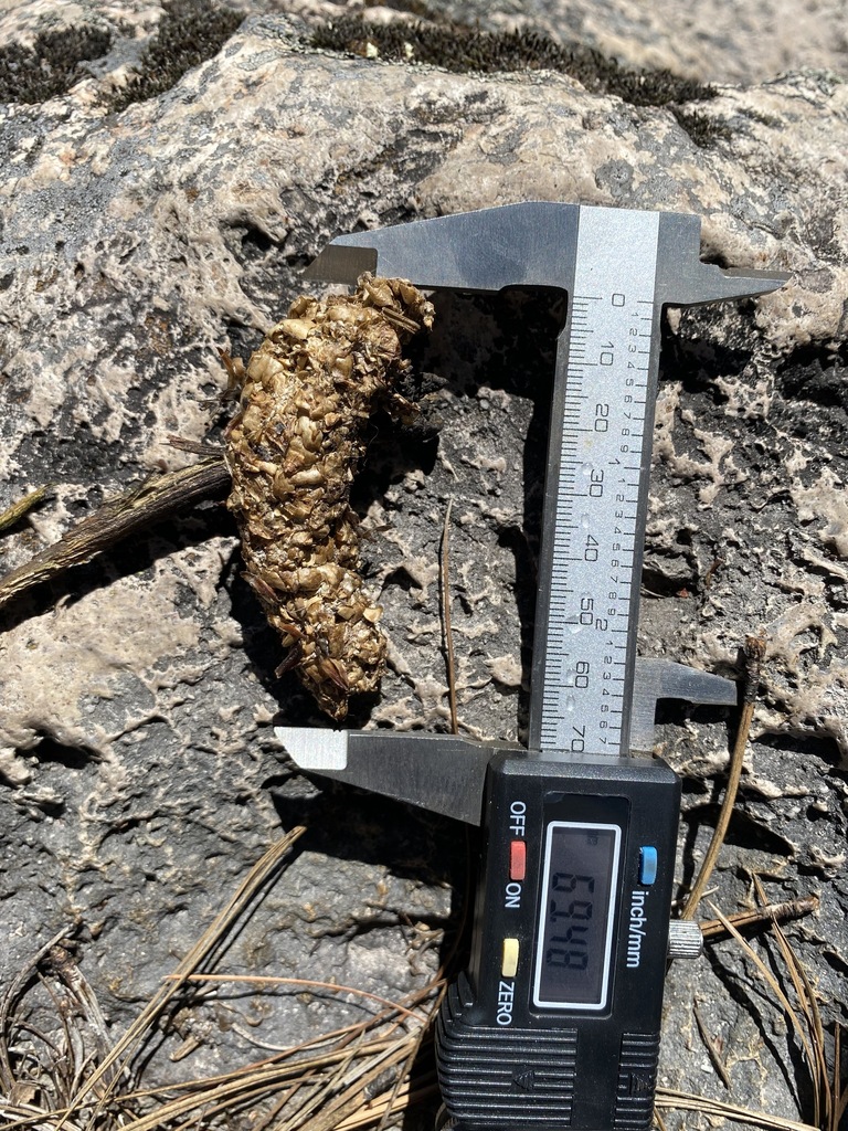 Gray Fox from Santiago Papasquiaro, Dgo., México on March 9, 2022 at 02 ...