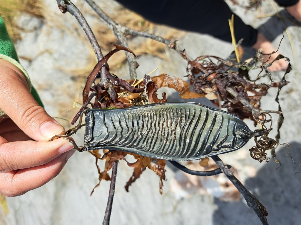 Draughtboard Shark from Kingborough, TAS, Australia on October 16, 2022 ...