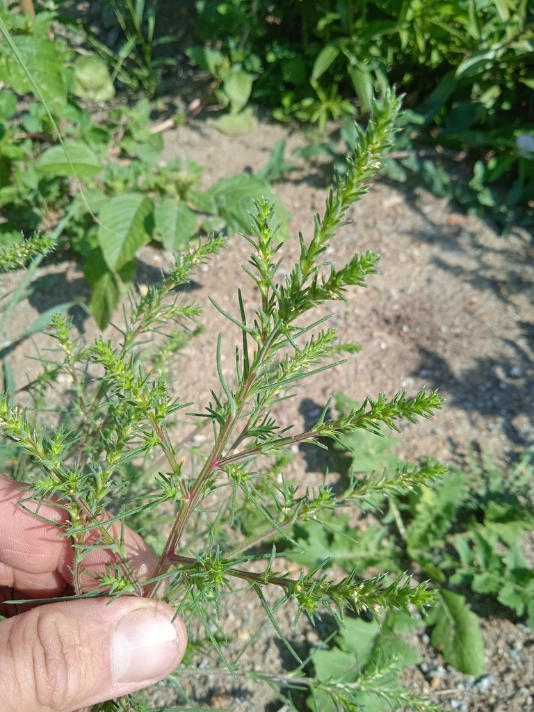 Slender Russian-thistle from Калининский р-н, Челябинск, Челябинская ...