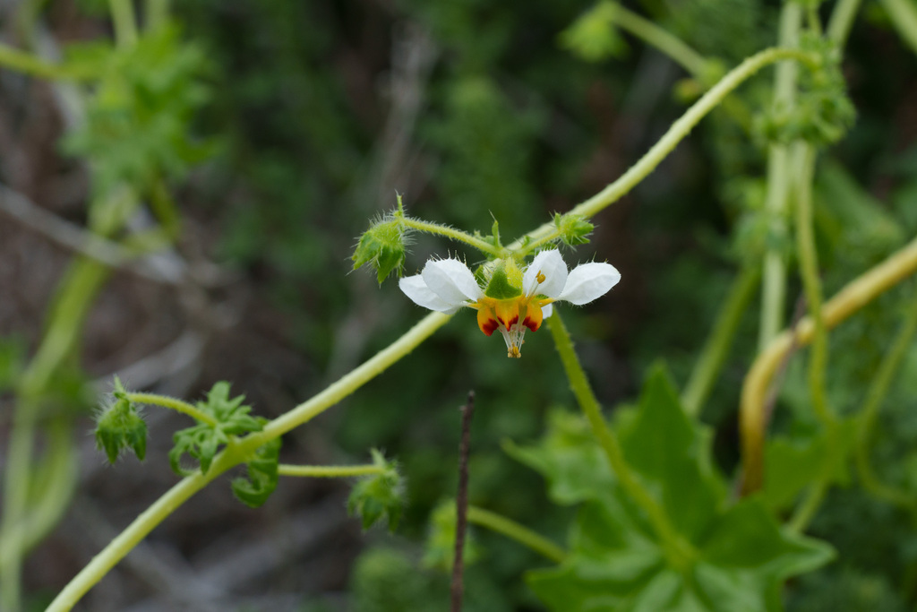 Loasa elongata from Huasco, Atacama, Chile on October 09, 2022 at 08:59 ...