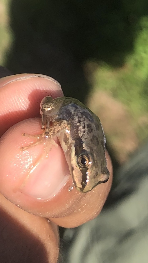 Lowland Burrowing Tree Frog from Carretera Los Mochis - Navojoa, Ahome ...