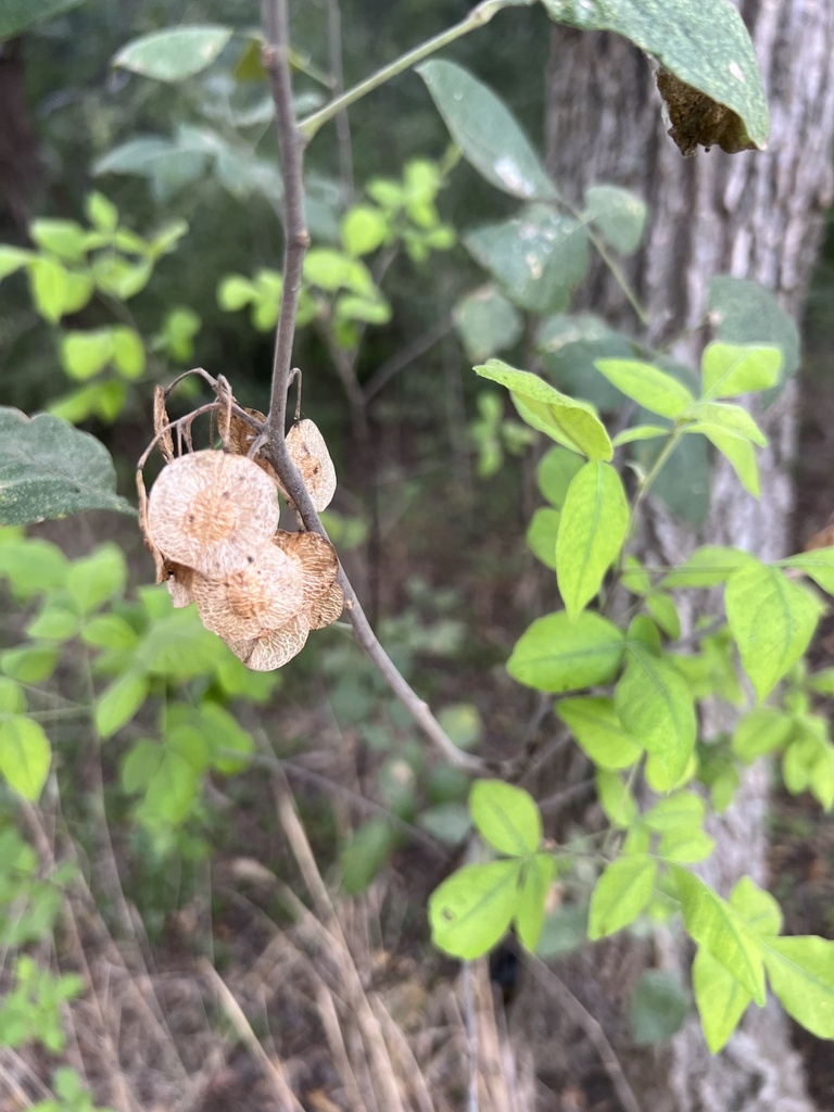 common hoptree from Zilker Metropolitan Park, Austin, TX, US on October ...