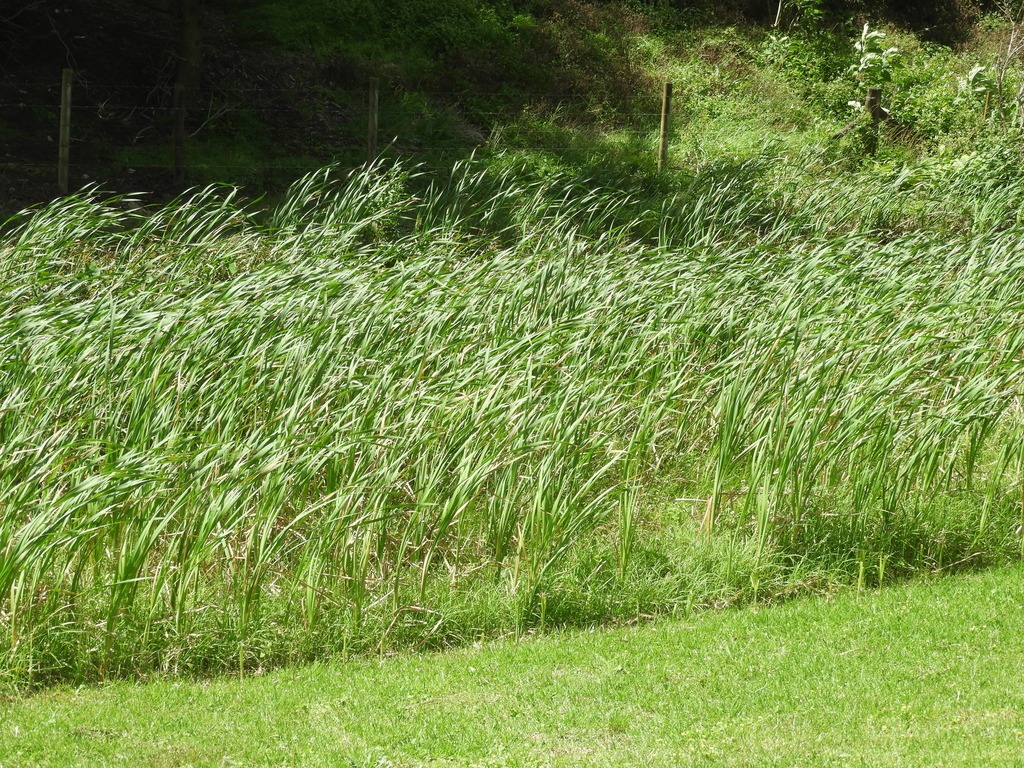 Cattails from Cascade, Norfolk Island on October 08, 2022 at 10:14 AM ...