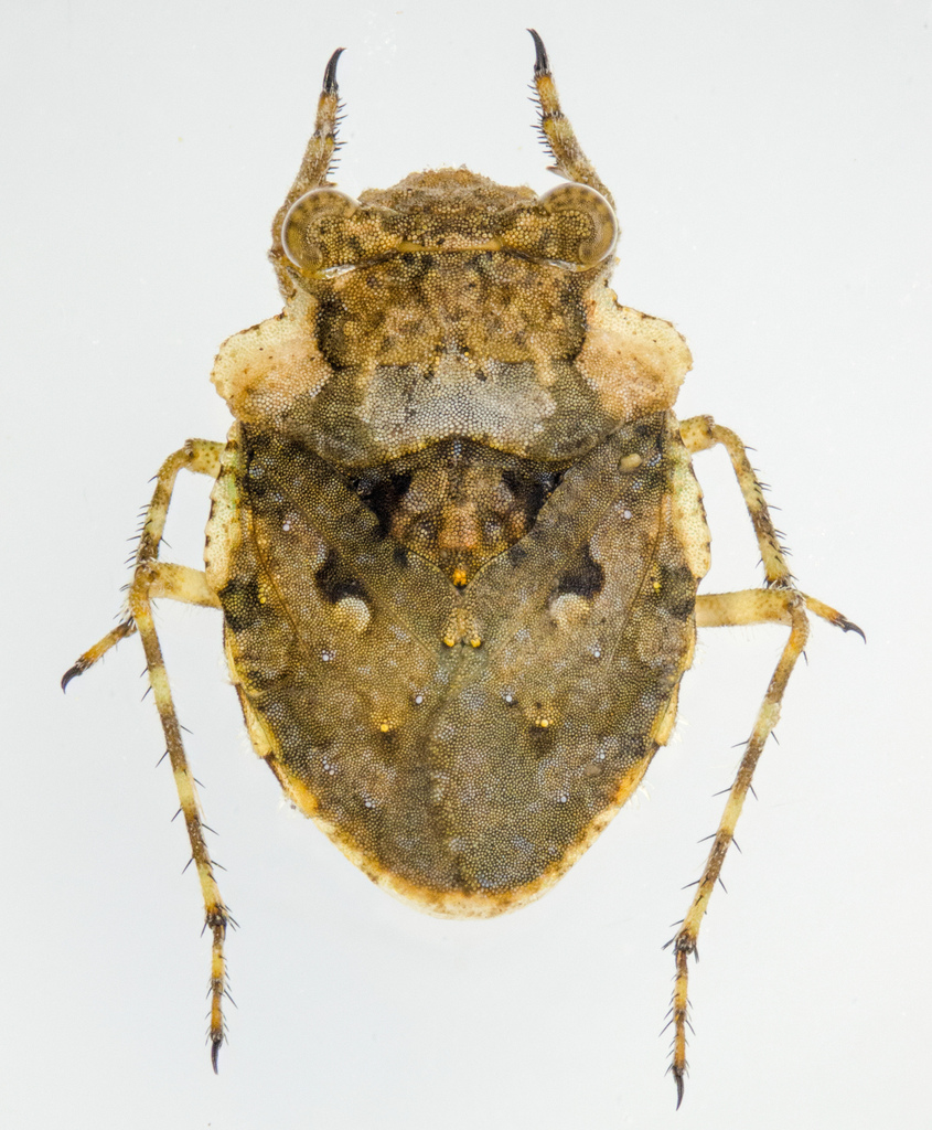 Big-eyed Toad Bug from Sonoma County, CA, USA on October 15, 2022 at 09 ...