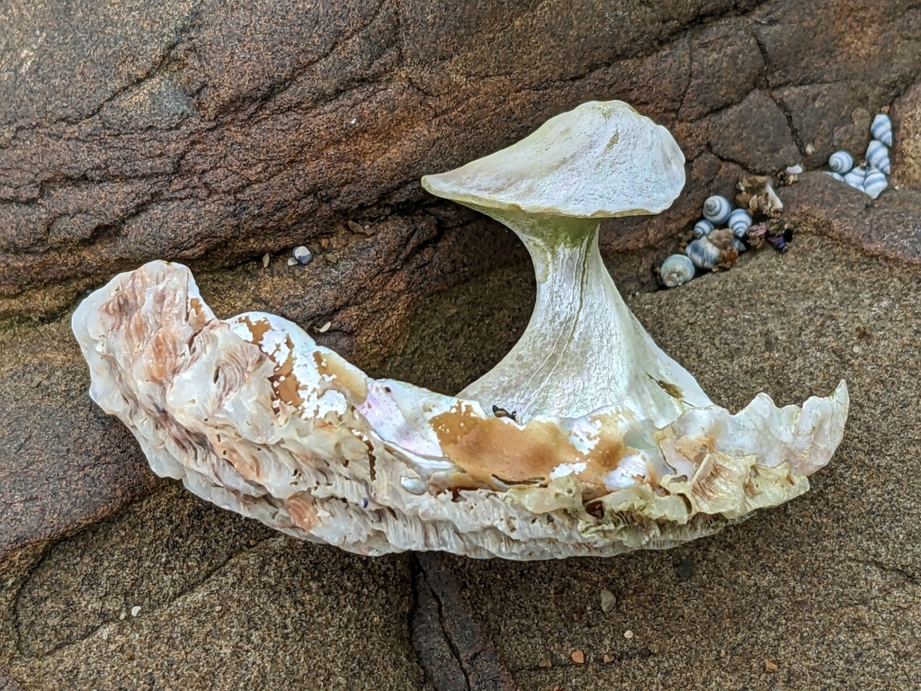 Cook's Turban from Matiu/Somes Island Wharf, Wellington 5012, New ...