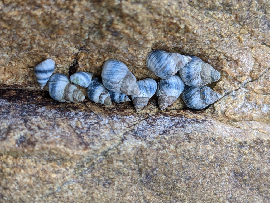 Blue-banded Periwinkle from Matiu/Somes Island Wharf, Wellington 5012 ...
