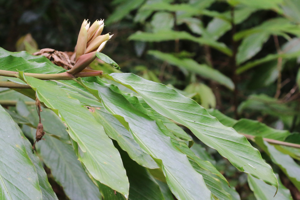 pleated ginger from Mount Lewis, Julatten QLD 4871, Australia on ...