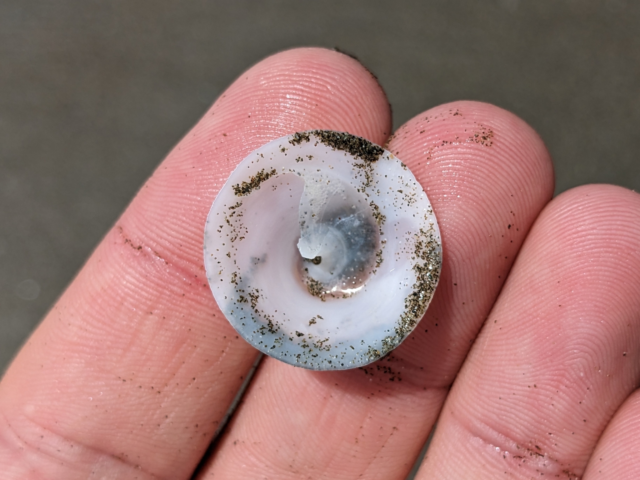 Calyptraea Lamarck, 1799