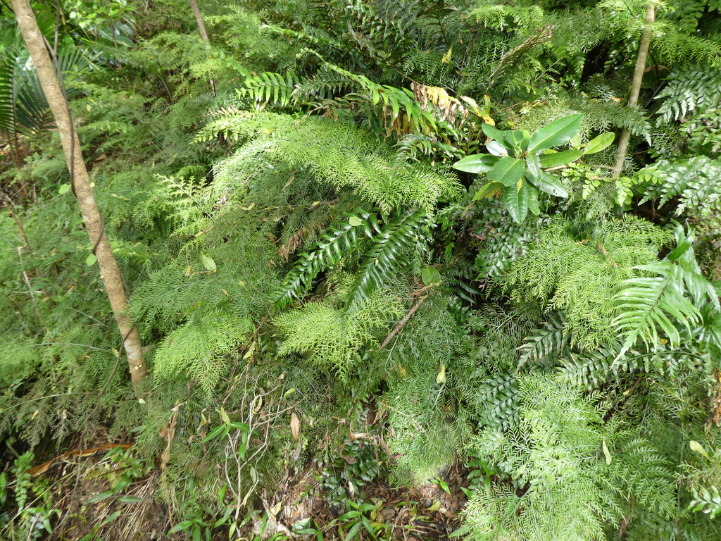 Asplenium dimorphum from Norfolk Island on October 03, 2022 at 01:28 PM ...