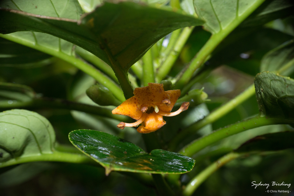 Pumpkin Tree from Lord Howe Island NSW 2898, Australia on October 13 ...