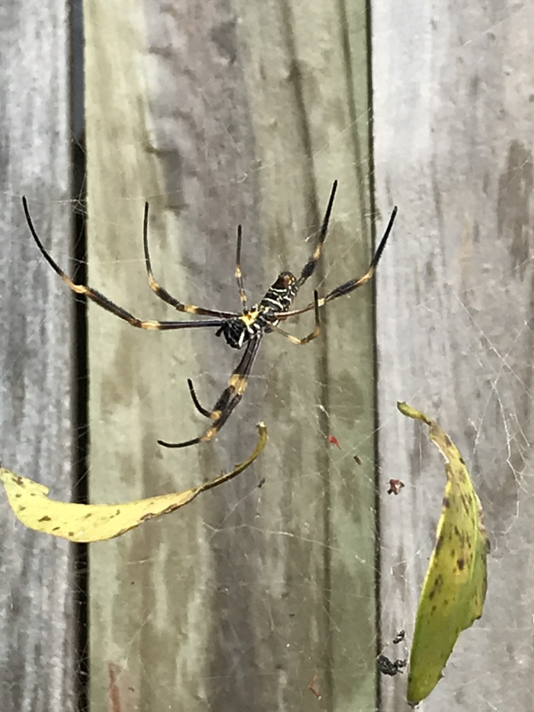 Tiger Spider from Coora Cr, Currimundi, QLD, AU on October 16, 2022 at ...