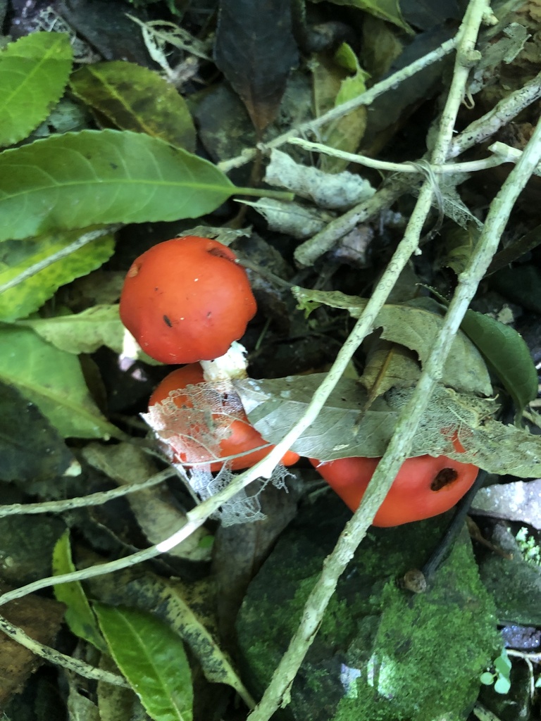 Scarlet Pouch from Belmont Regional Park, Lower Hutt, Wellington, NZ on ...