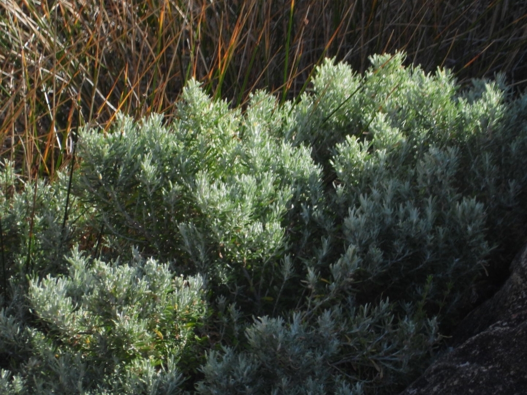 Coastal Daisy-Bush from Yallingup WA 6282, Australia on October 15 ...