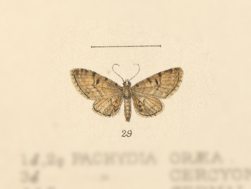 Eupithecia ornea · iNaturalist