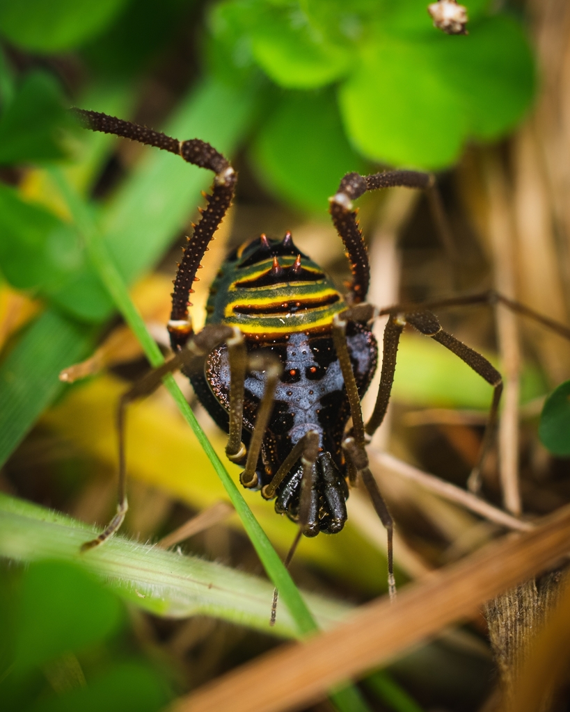 Sadocus asperatus from Osorno, Los Lagos, Chile on October 15, 2022 at ...