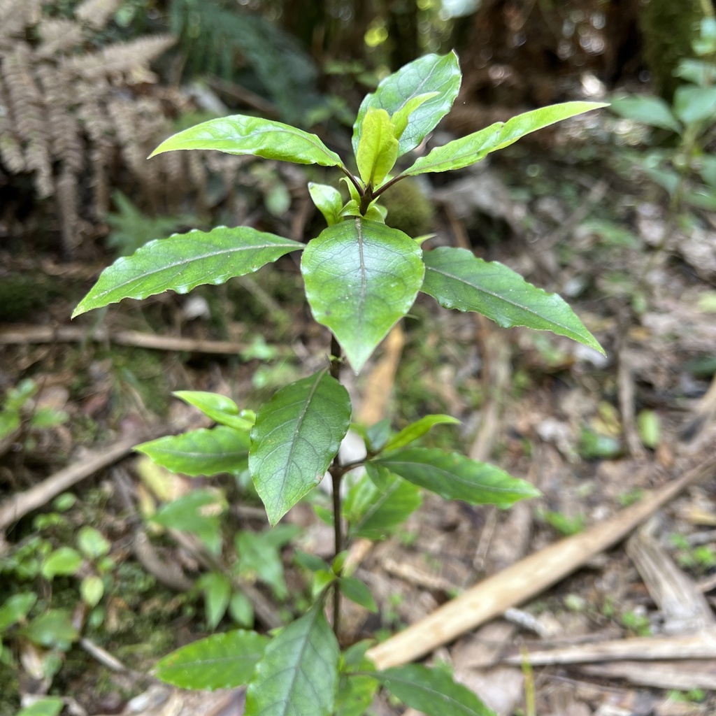 Wavy Leaved Coprosma from Pureora Forest Park, Pureora, Manawatū ...