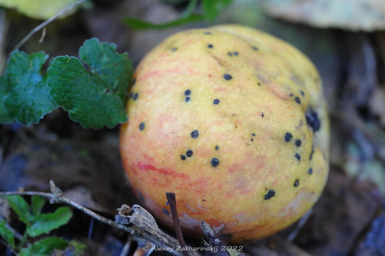 Venturia inaequalis (Cooke) G.Winter