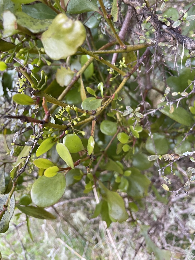 Green mistletoe in October 2022 by allancumming · iNaturalist