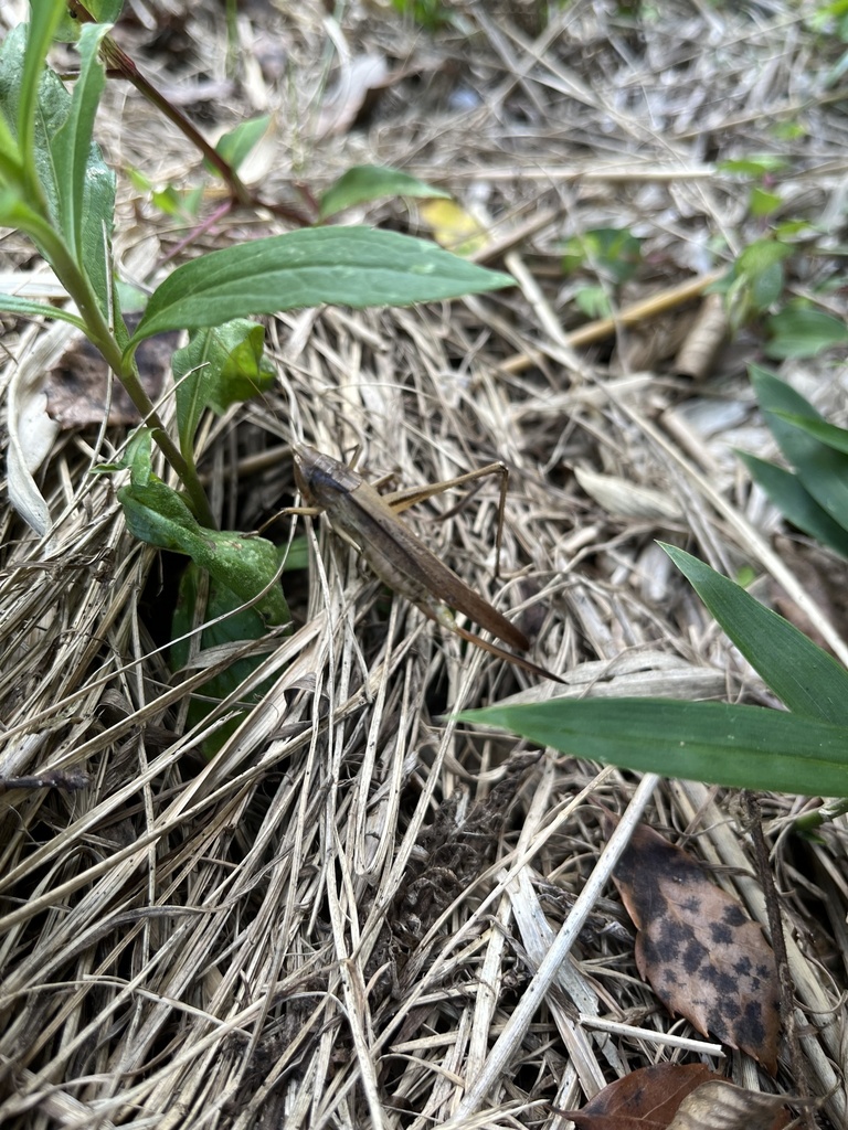 Ruspolia lineosa from Sakai, JP-OS, JP on October 16, 2022 at 02:50 PM ...