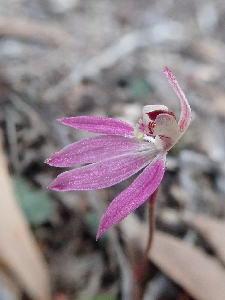 Pink Lady Fingers from Cape Raoul TAS 7184, Australia on October 16 ...