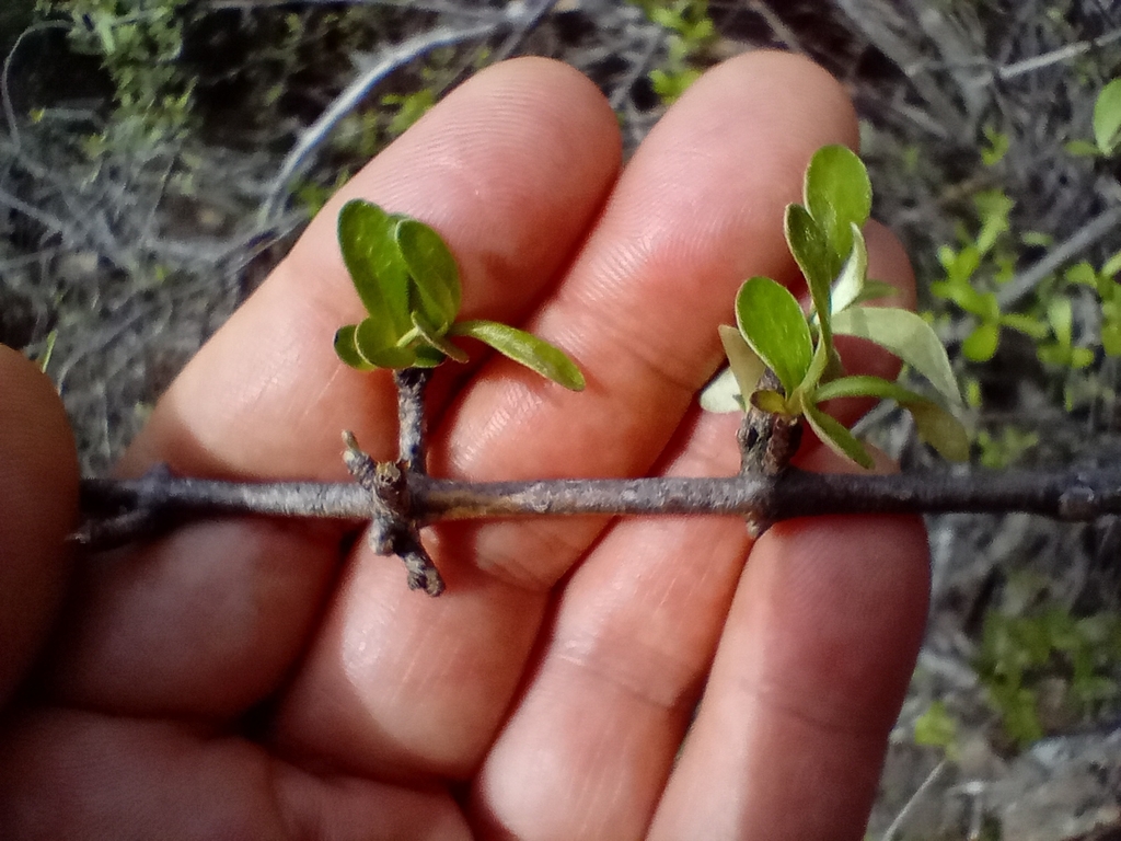 Olearia odorata from Bannockburn 9384, New Zealand on October 16, 2022 ...