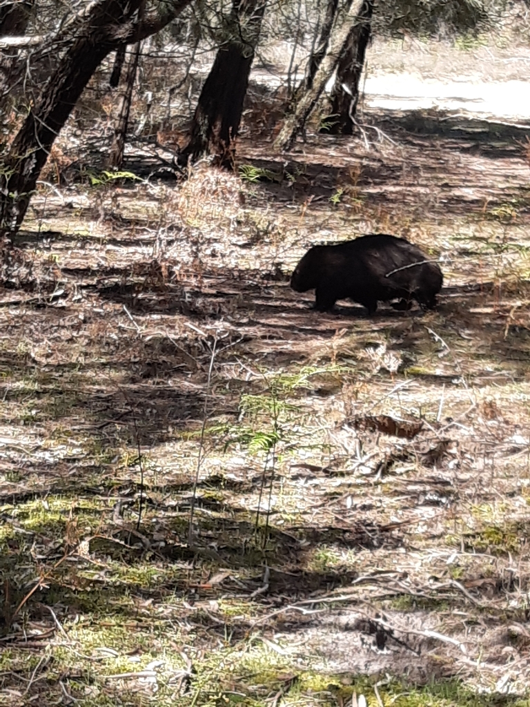 Bare-nosed Wombat from Cranbourne VIC 3977, Australia on October 16 ...