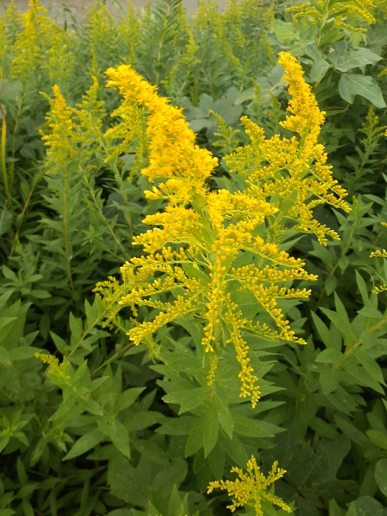 tall goldenrod from 211-0001, Japan on October 16, 2022 at 04:23 PM by ...