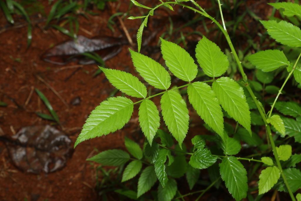 Atherton Raspberry (Rubus probus) - Botanical Realm