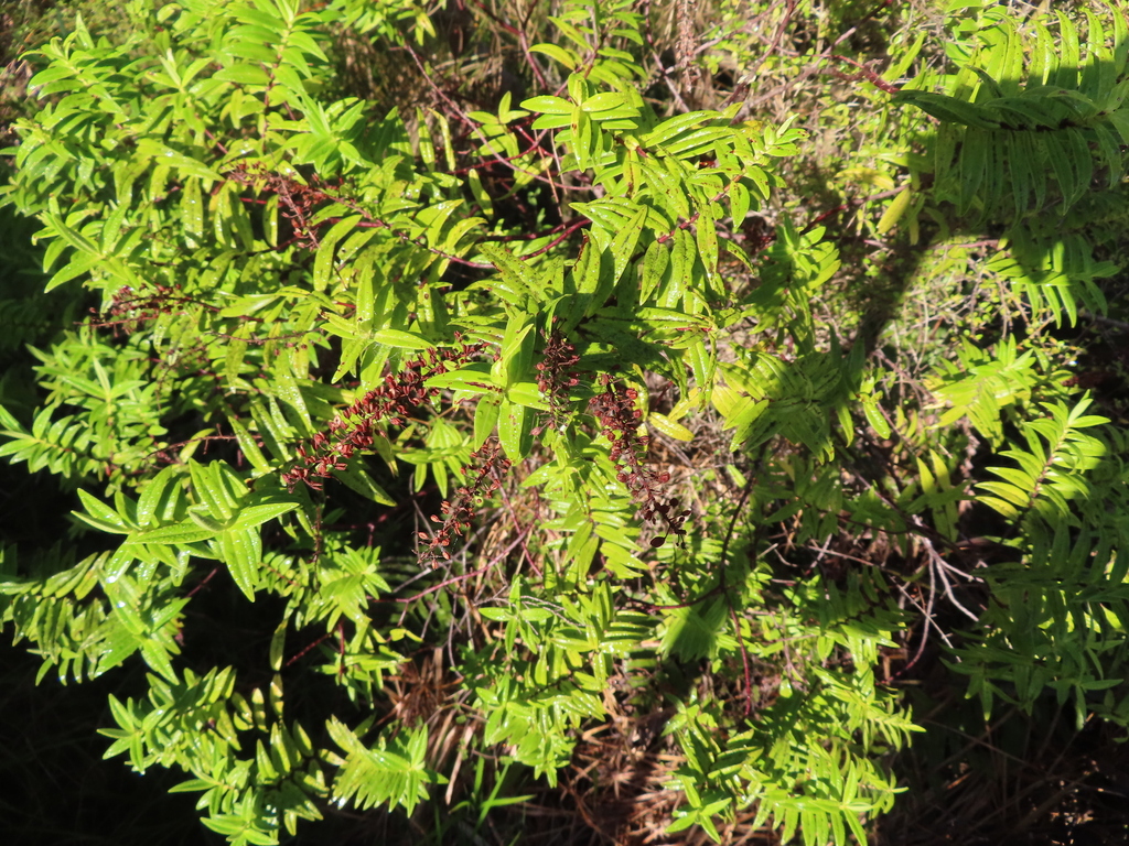 koromiko from Jackson Bay, New Zealand on October 15, 2022 at 07:41 AM ...