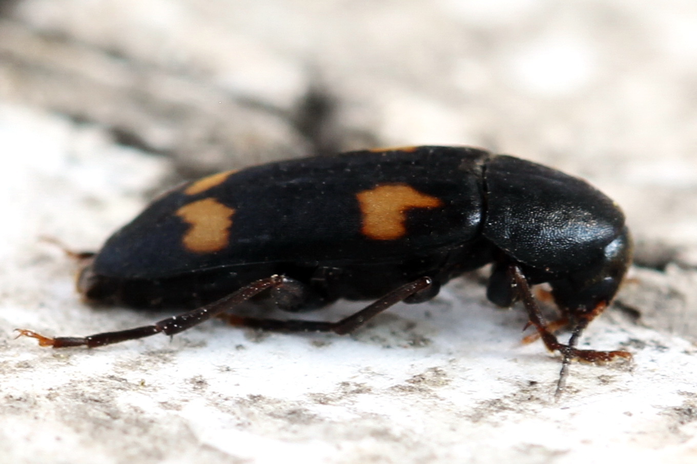 Dircaea quadriguttata (Paykull, 1798)