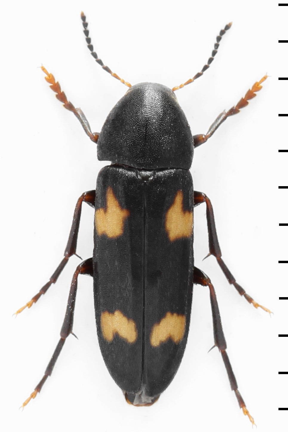 Dircaea quadriguttata (Paykull, 1798)