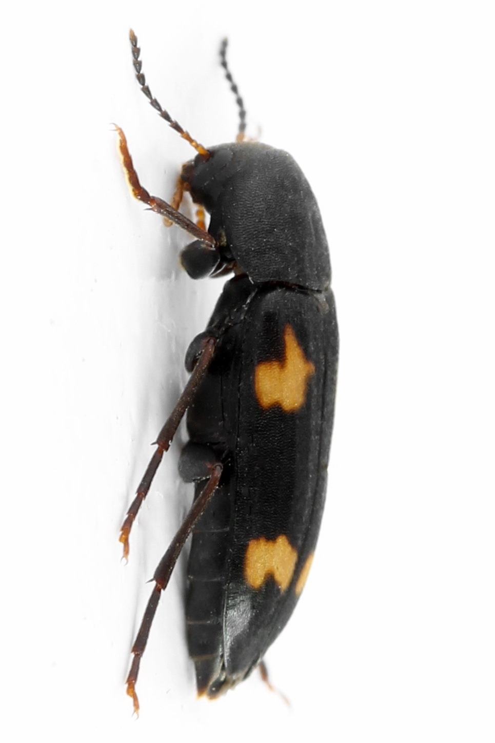 Dircaea quadriguttata (Paykull, 1798)