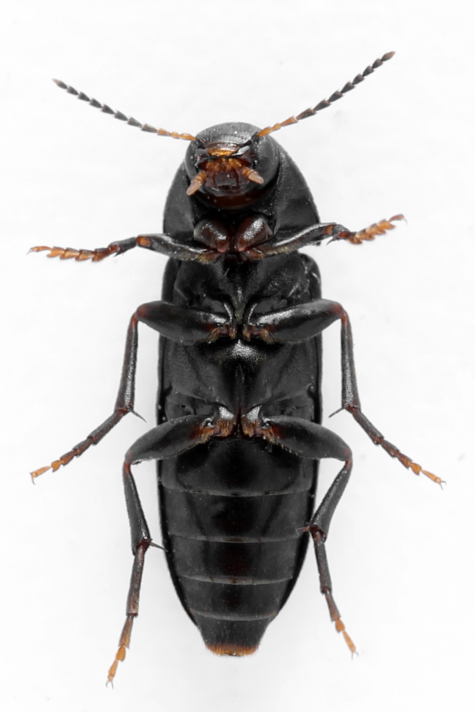 Dircaea quadriguttata (Paykull, 1798)