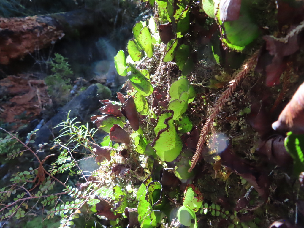 kidney fern from Westland District, West Coast, New Zealand on October ...