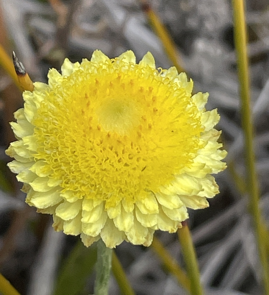 button everlasting from Beowa National Park, Eden, NSW, AU on October ...