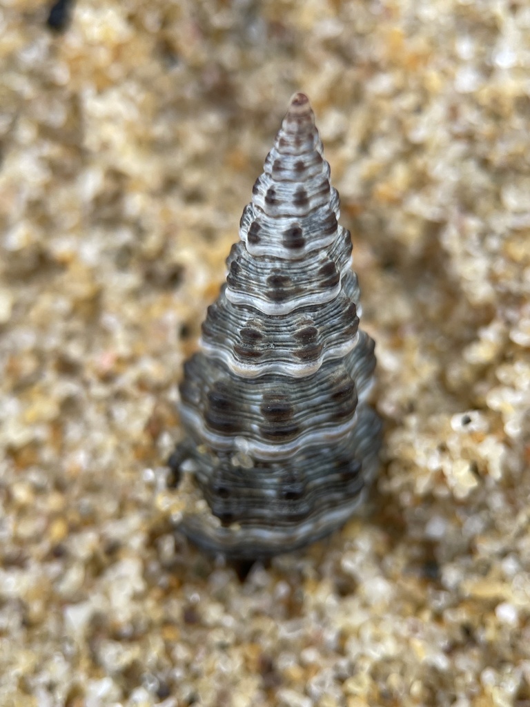 Australian Mud Whelk from Quarantine Bay, Eden, NSW, AU on October 16 ...
