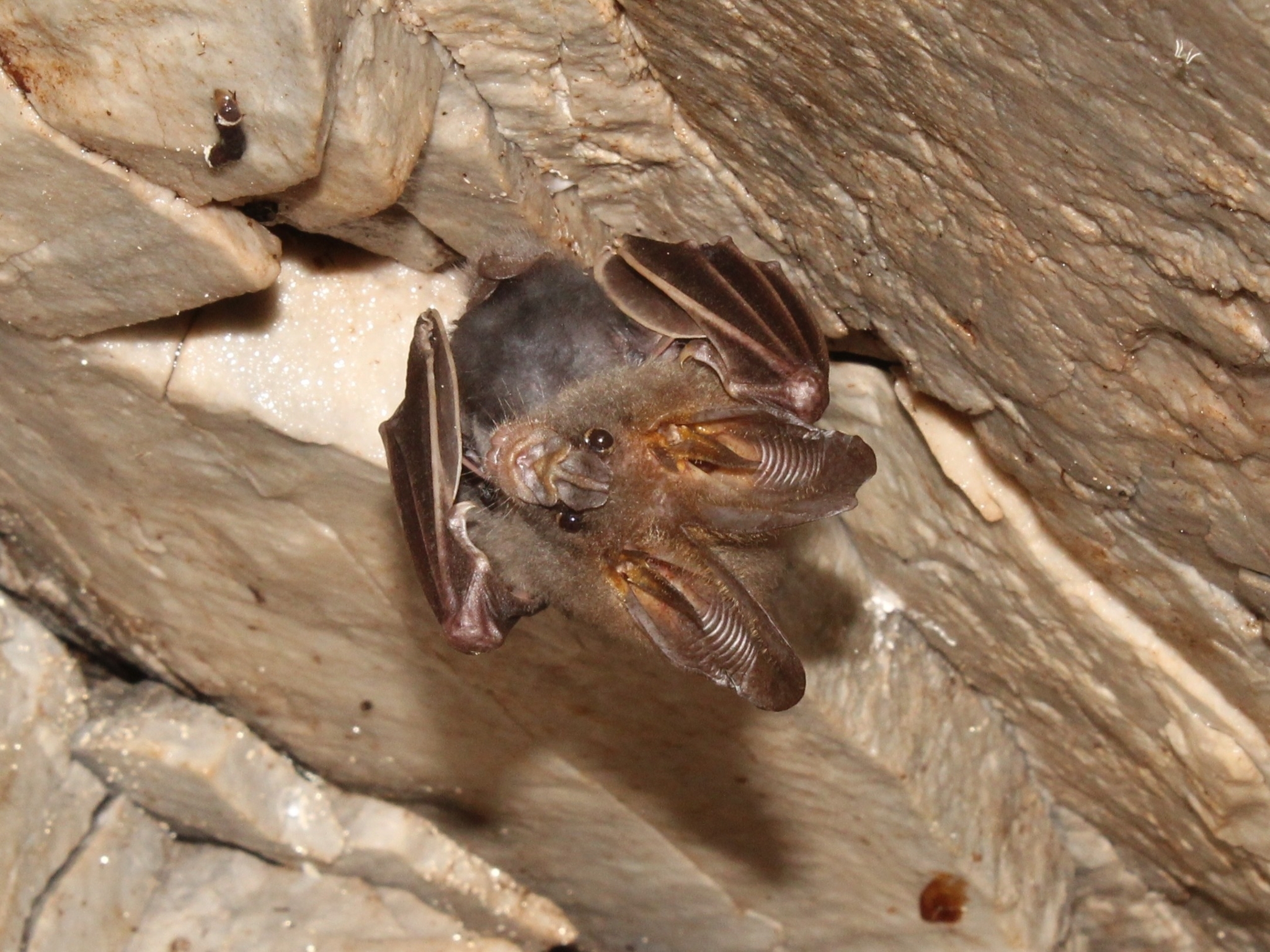Megaderma spasma (Linnaeus, 1758)