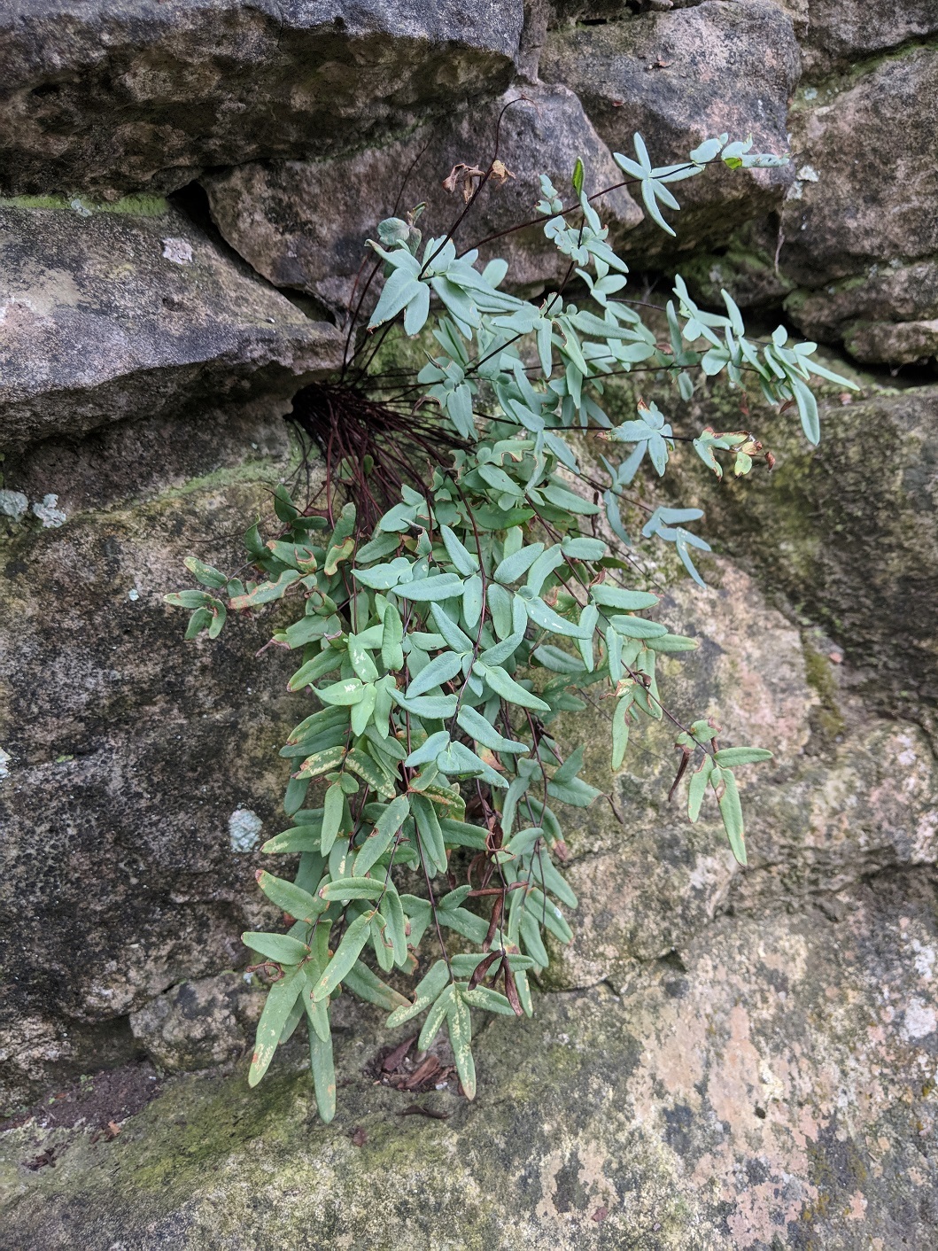 Pellaea glabella subsp. glabella