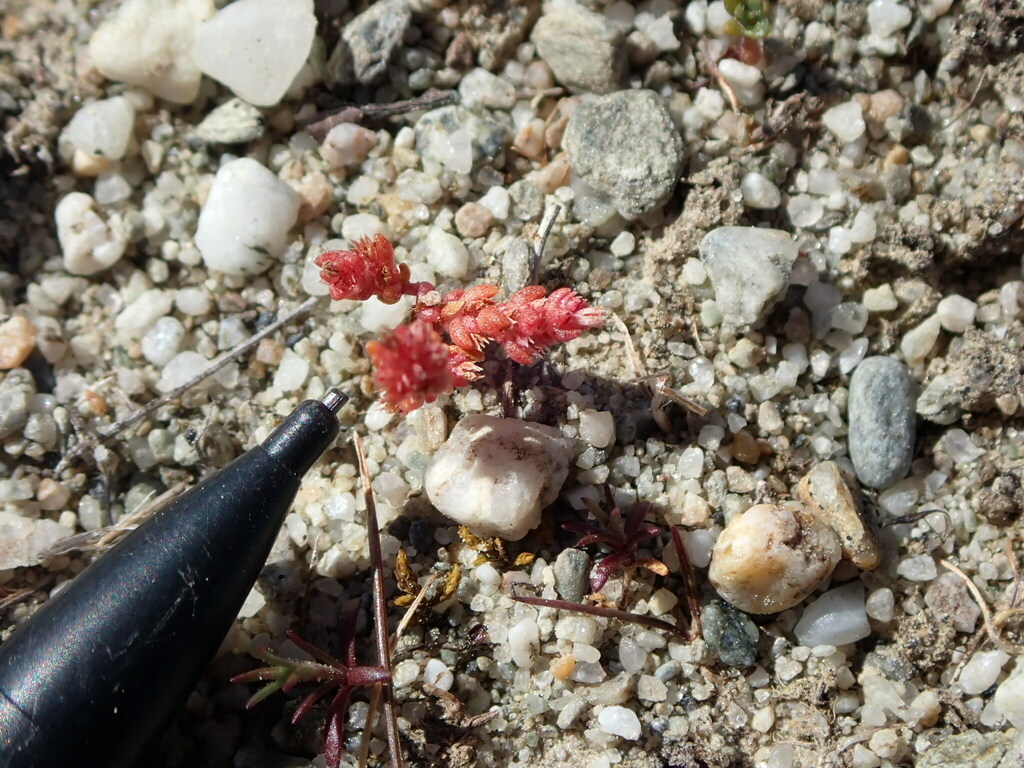 Crassula colligata colligata from Tarras, New Zealand on October 15 ...