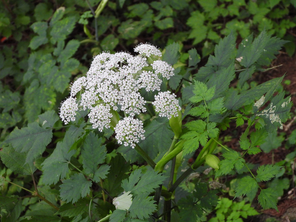 Polymorphic Angelica (Angelica polymorpha) - Botanical Realm