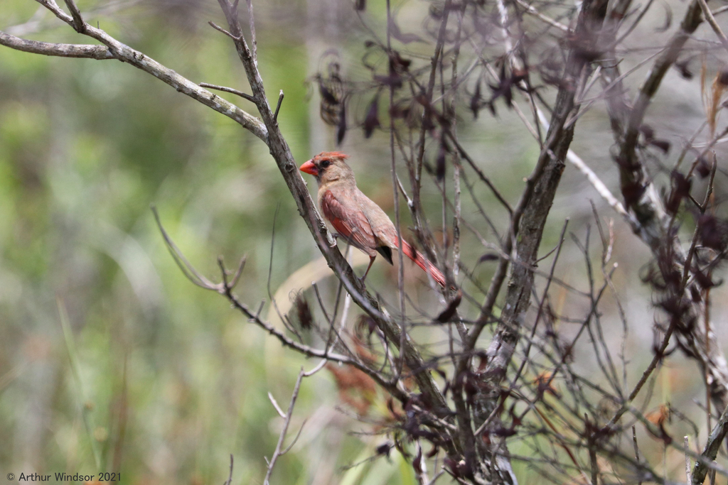 Northern Cardinal from Allapattah Flats WMA, Martin County, FL, USA on ...