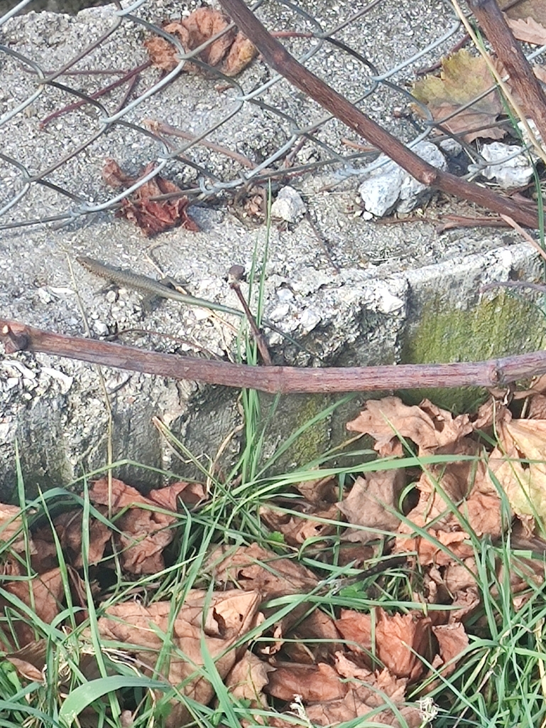 Greek Rock Lizard in October 2022 by Ιωαννης Μαρνιερακις · iNaturalist