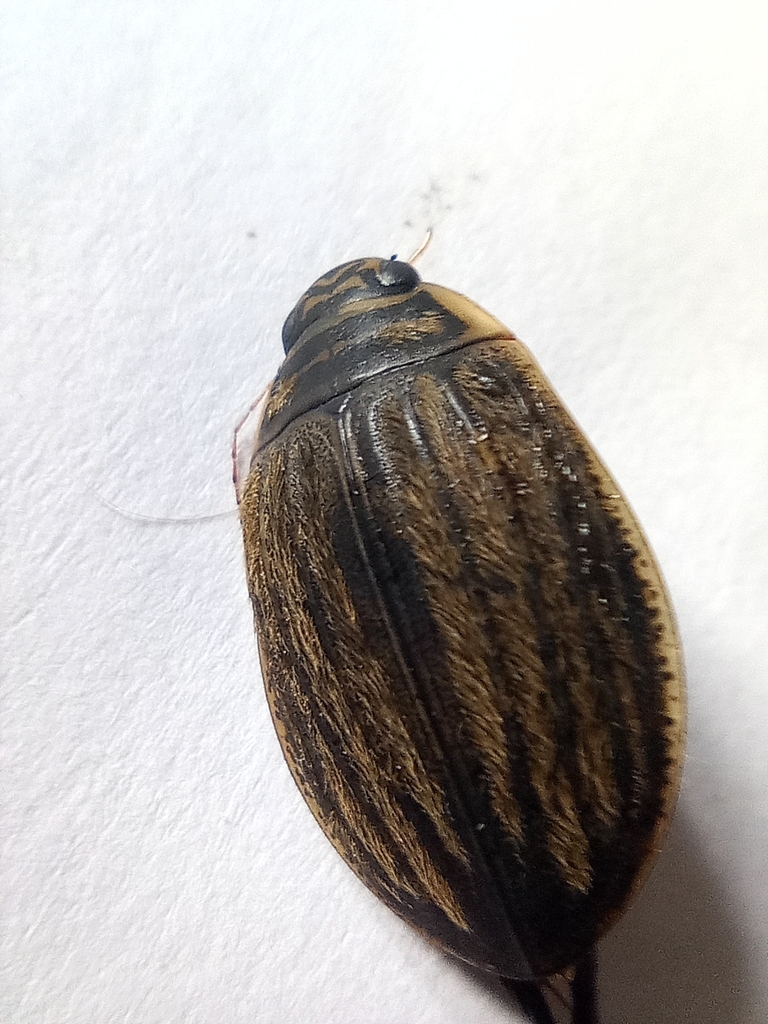 Lesser Diving-beetle from 57660 Lelling, France on October 16, 2022 at ...